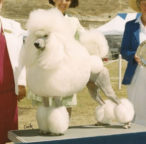 5 Best Poodle Breeders in Oregon! - We Love Doodles