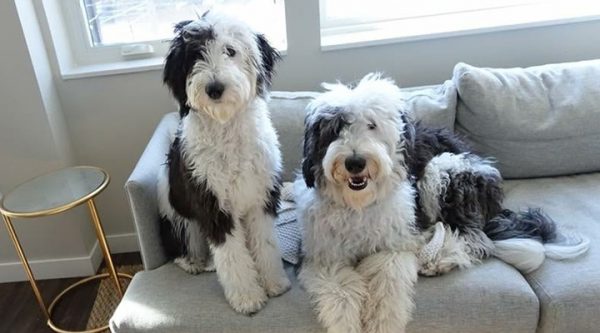 Sheepadoodle vs Bernedoodle - Dog Breed Comparison! - We Love Doodles