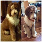 Sheepadoodle vs Bernedoodle - Dog Breed Comparison! - We Love Doodles