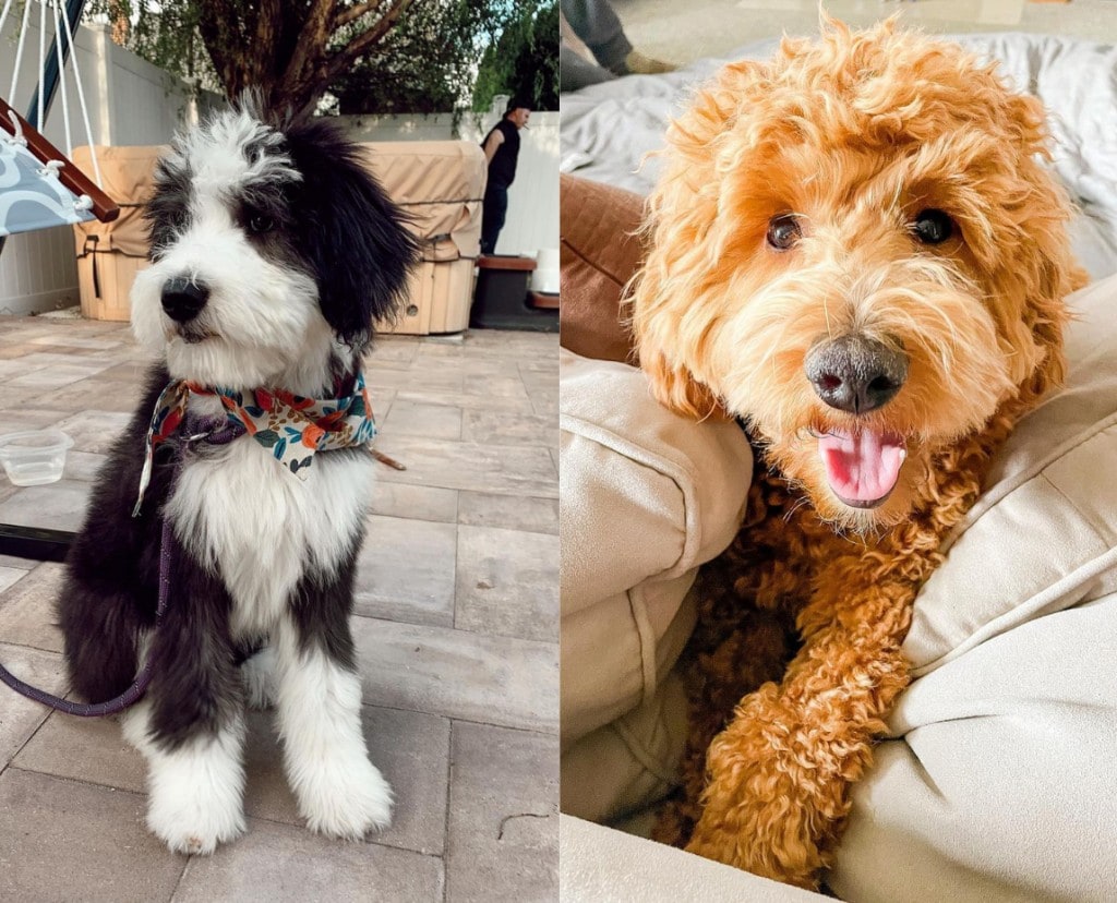 Sheepadoodle vs Goldendoodle - Dog Breed Comparison! - We Love Doodles