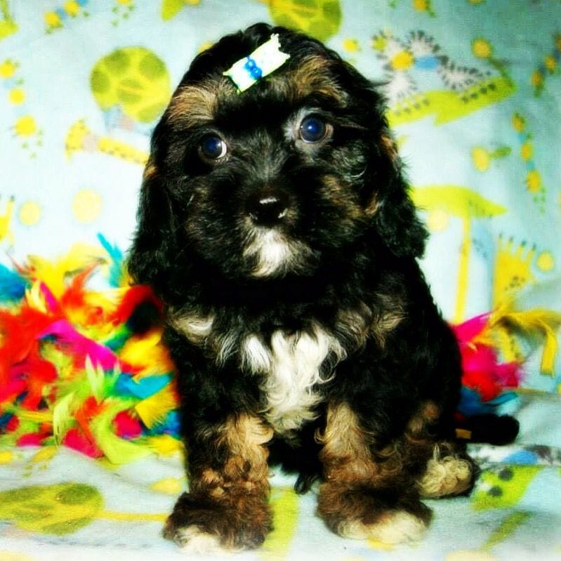 Types of Cavapoo Colors: Tri-Color, Black, White, etc. (2024) - We Love ...