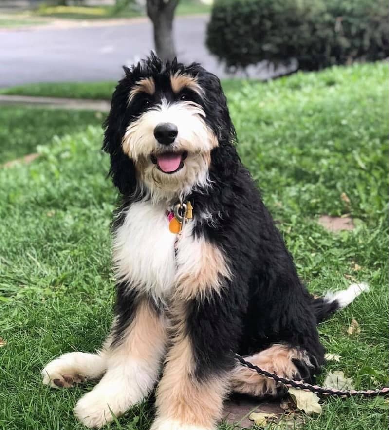 Sheepadoodle vs Bernedoodle - Dog Breed Comparison! - We Love Doodles