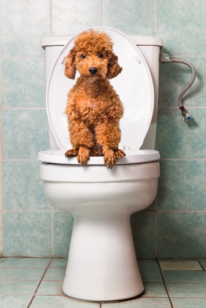 Best Indoor Dog Potty System - Top 5 Picks! (2023) - We Love Doodles