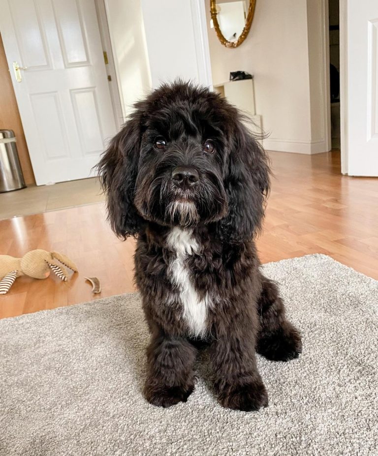 Types of Cavapoo Colors: Tri-Color, Black, White, etc. (2024) - We Love ...