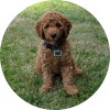 Schnoodle Rescues for Adoption - Top 5! (2022) - We Love Doodles