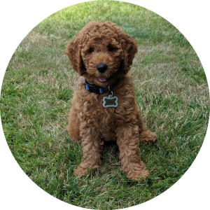Goldendoodle Tail Styles – With Pictures!