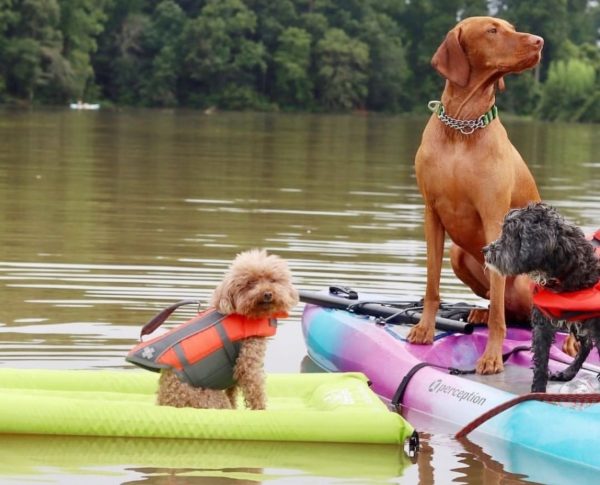 Best Raft for Dogs - Top 9 Picks (2024) - We Love Doodles