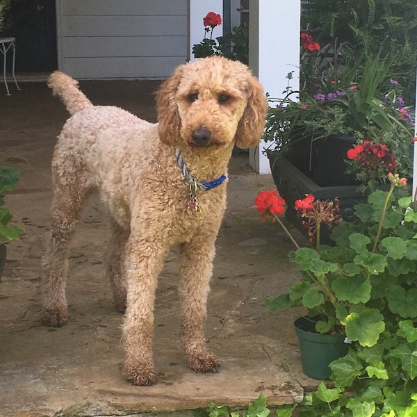 10 Best Poodle Breeders in Georgia! - We Love Doodles