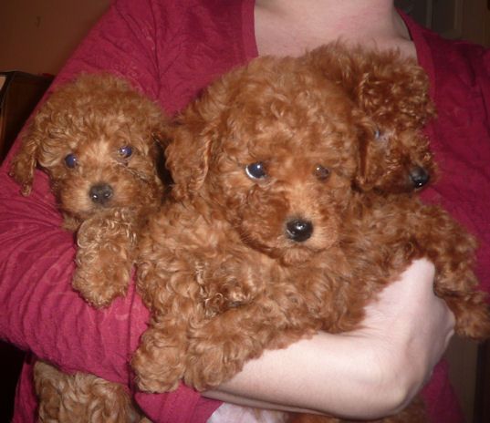 4 Best Poodle Breeders in Michigan! - We Love Doodles