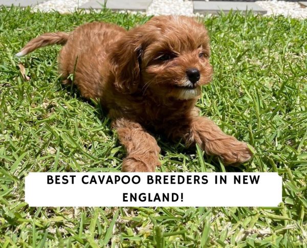 4 Best Cavapoo Breeders in New England!