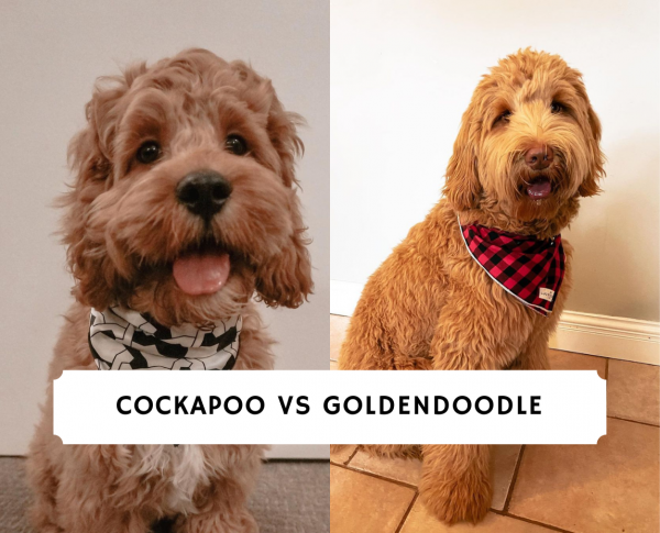 Cockapoo vs Goldendoodle – Dog Breed Comparison!