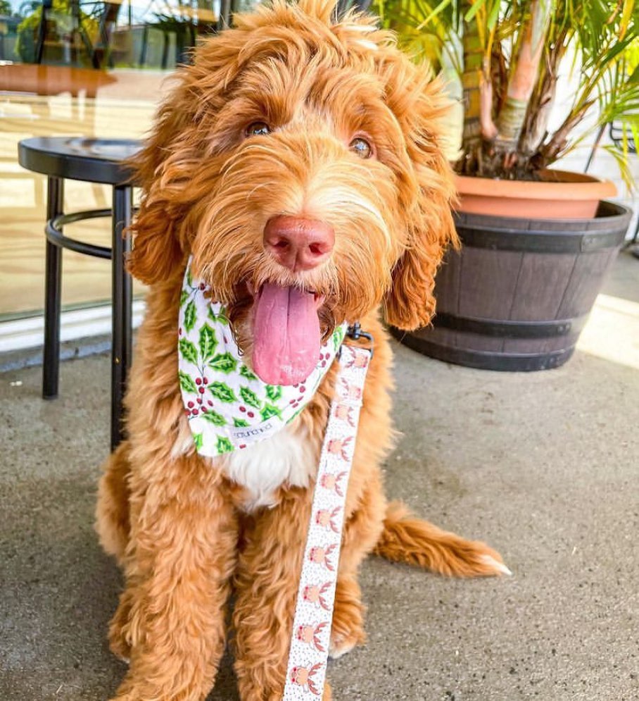 Best Labradoodle Dog Breed Guide! - We Love Doodles