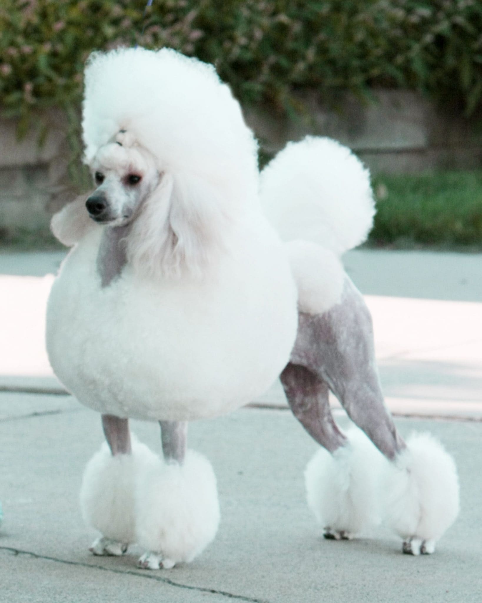 4 Best Poodle Breeders in Michigan! - We Love Doodles