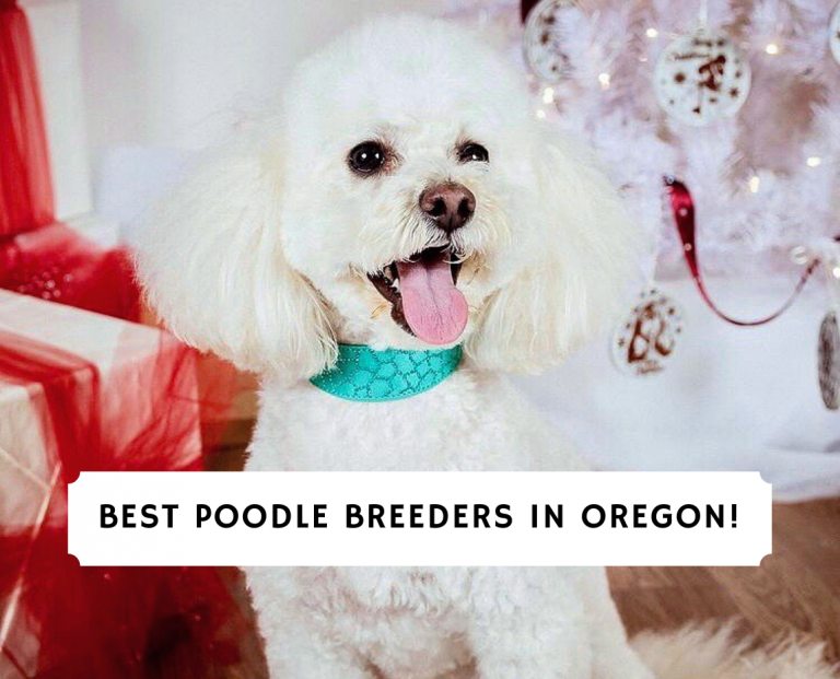 5 Best Poodle Breeders in Oregon! - We Love Doodles