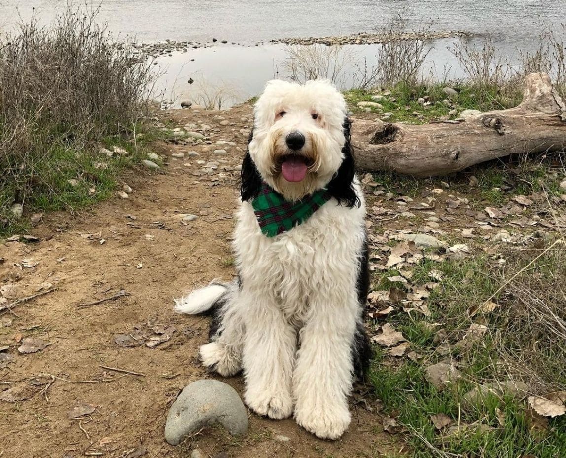 6 Best Sheepadoodle Breeders in Ohio! - We Love Doodles