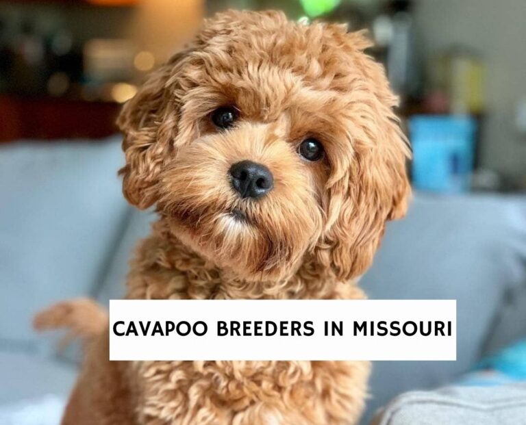 4 Best Cavapoo Breeders in Missouri!
