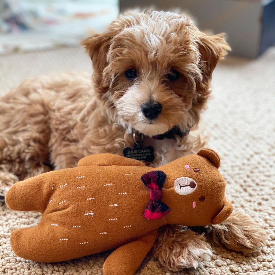 Havapoo Puppies For Sale in the U.S. - Top 7 Breeders! - We Love Doodles