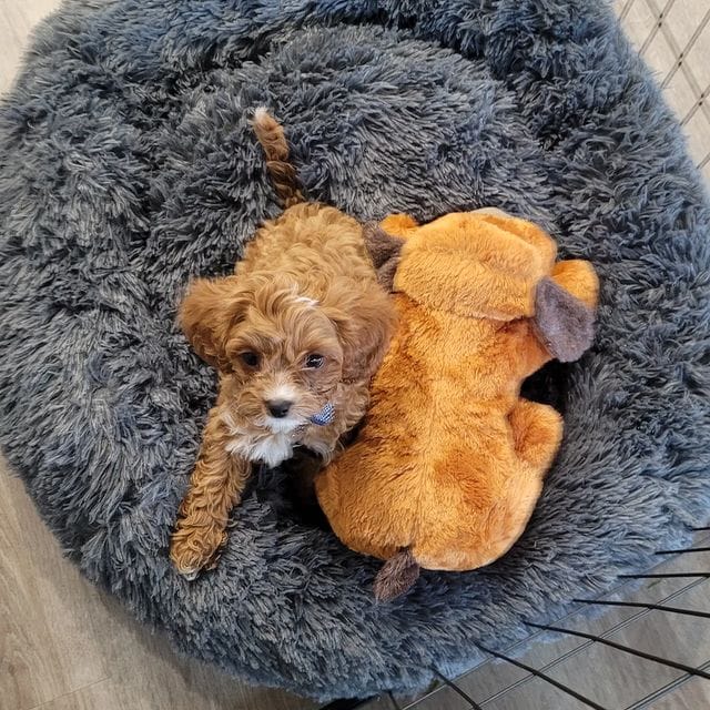 6 Best Cavapoo Breeders in Illinois! - We Love Doodles