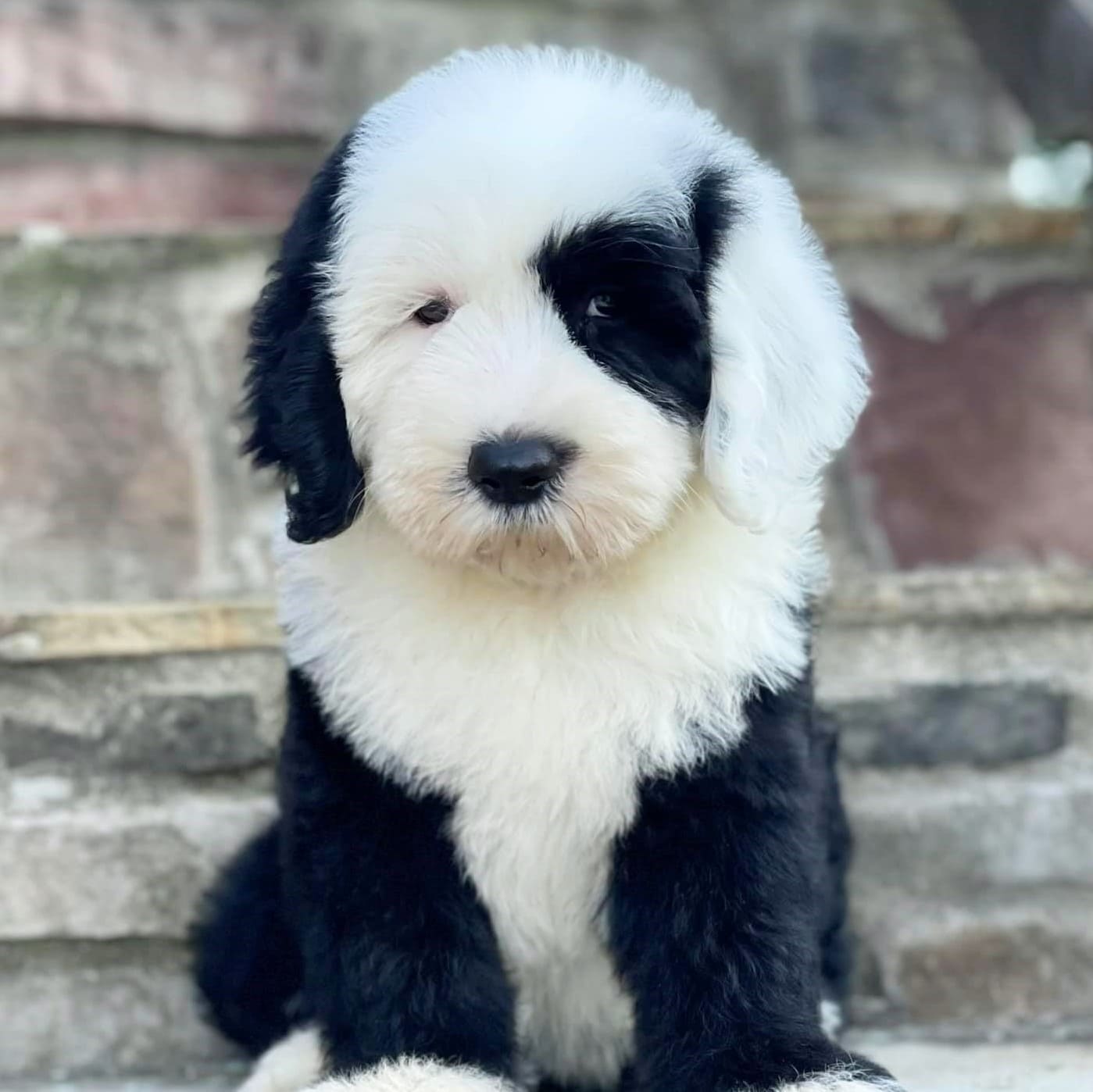 7 Best Sheepadoodle Breeders in the U.S.!
