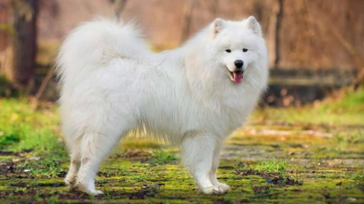 100 Best Samoyed Dog Names! (2024) - We Love Doodles