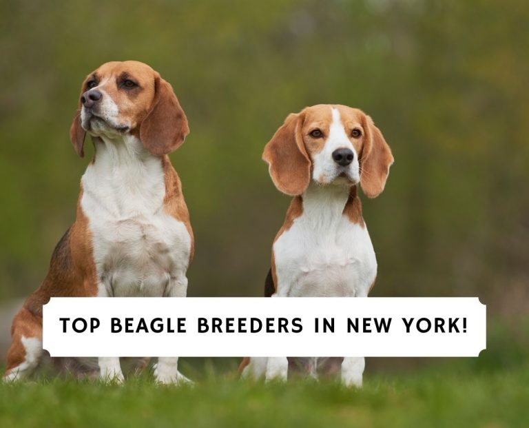 The 6 Best Beagle Breeders in New York! - We Love Doodles