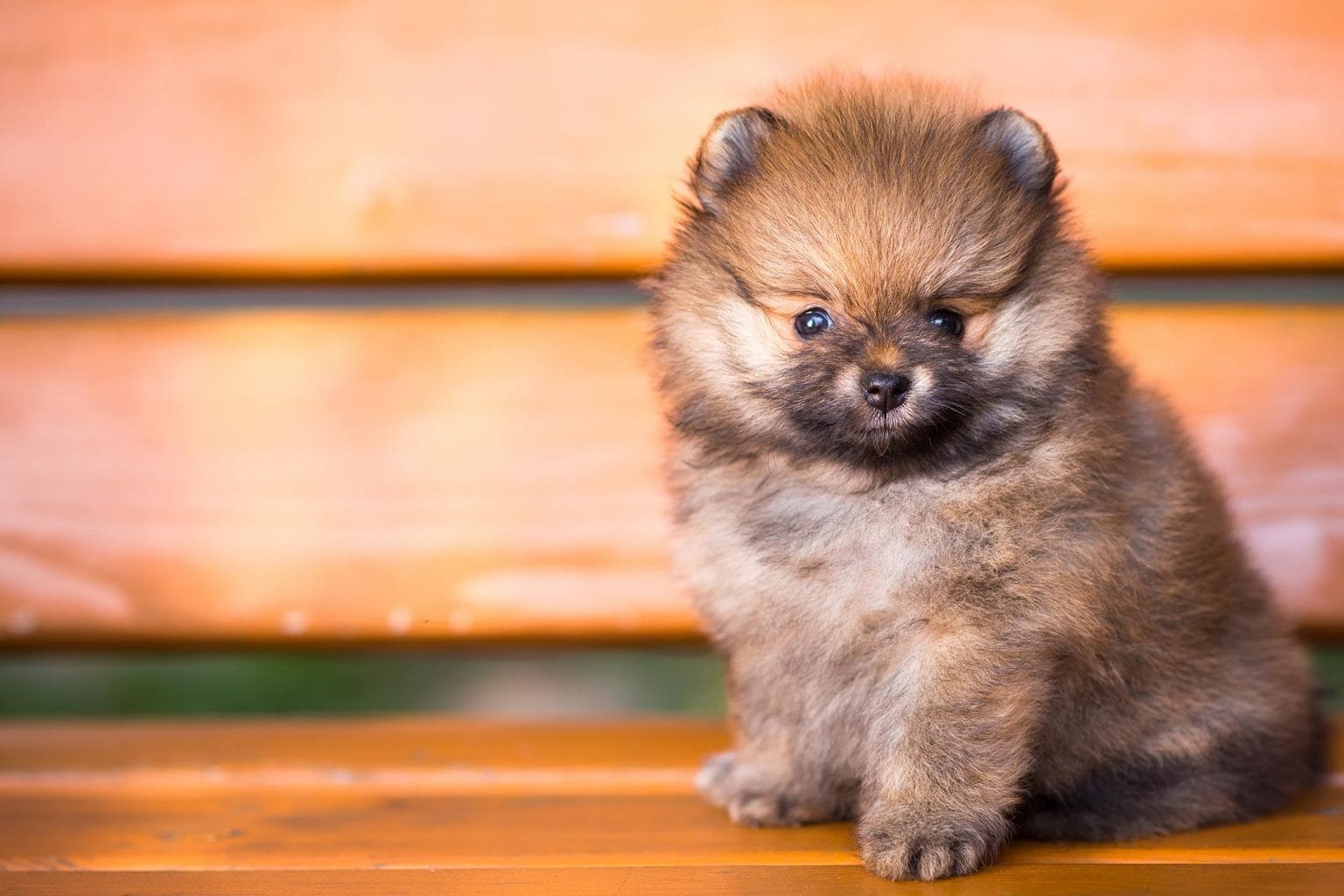 280 Best Three Letter Dog Names 2024 We Love Doodles 280 Best Three Letter Dog Names 2024 We Love Doodles