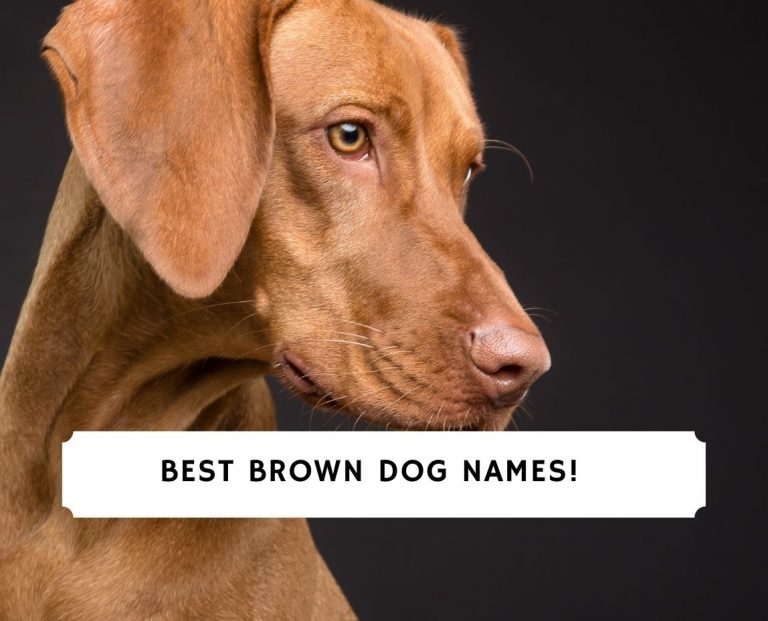 161 Best Brown Dog Names!