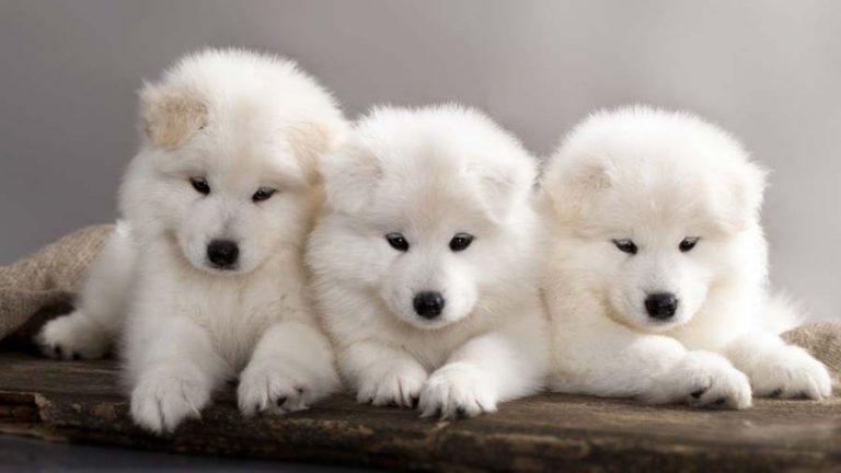 100 Best Samoyed Dog Names! (2024) - We Love Doodles