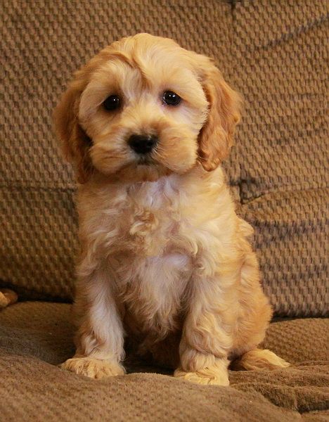 Cockapoo Puppies in Wisconsin - Top Breeders! - We Love Doodles