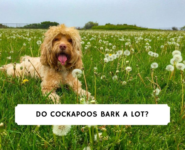 Do Cockapoos Bark a Lot?