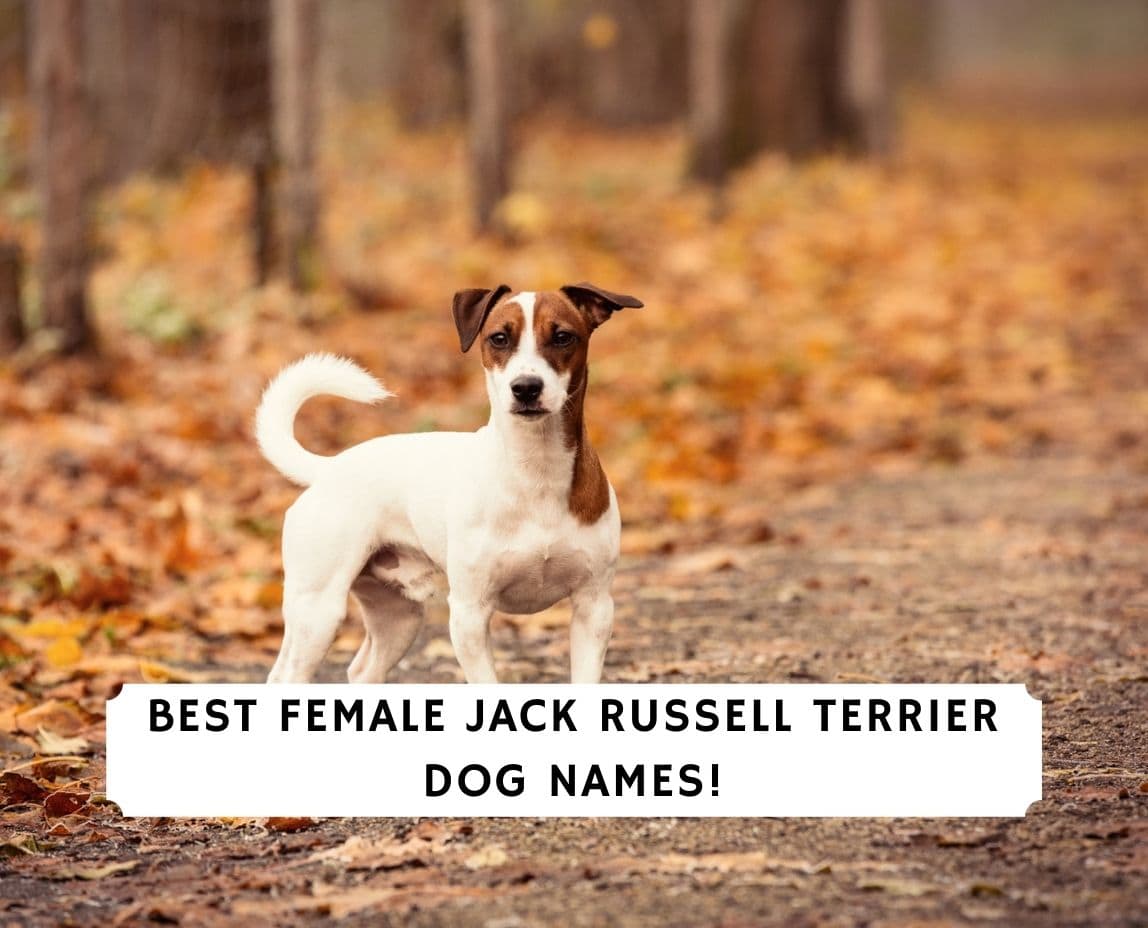 Top 100 Female Jack Russell Terrier Dog Names 2024 We Love Doodles