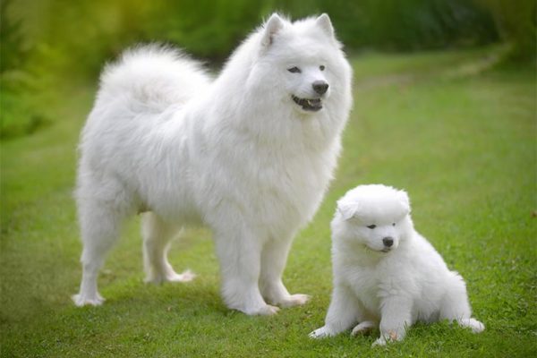 100 Best Samoyed Dog Names! (2024) - We Love Doodles