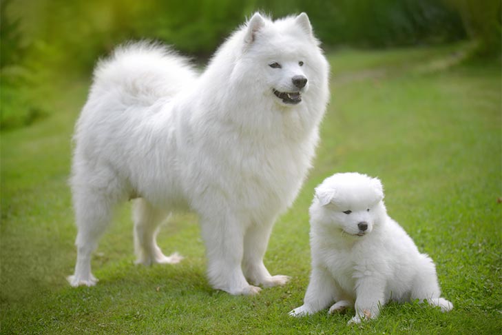 100 Best Samoyed Dog Names! (2024) - We Love Doodles