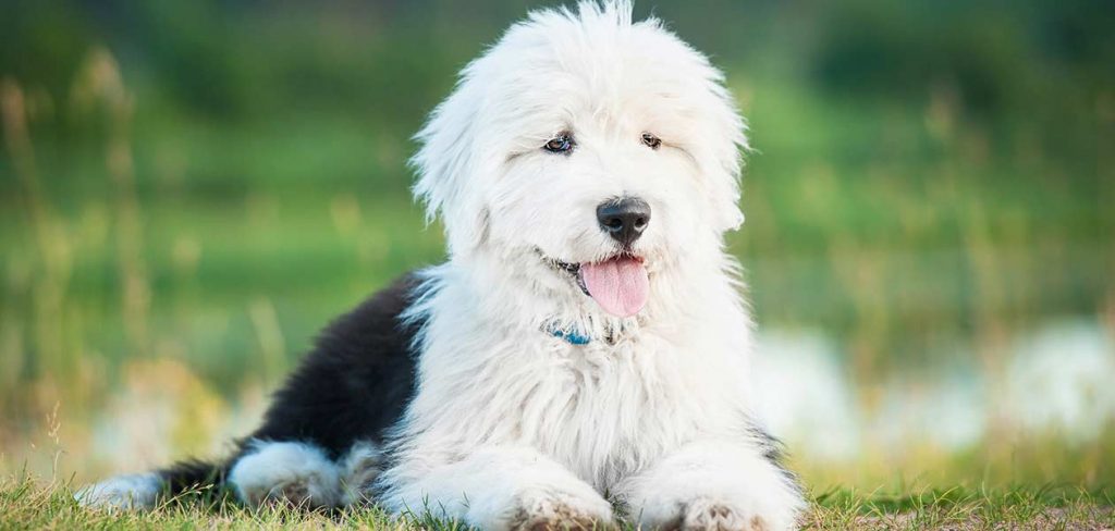 128 Best Old English Sheepdog Names! - We Love Doodles