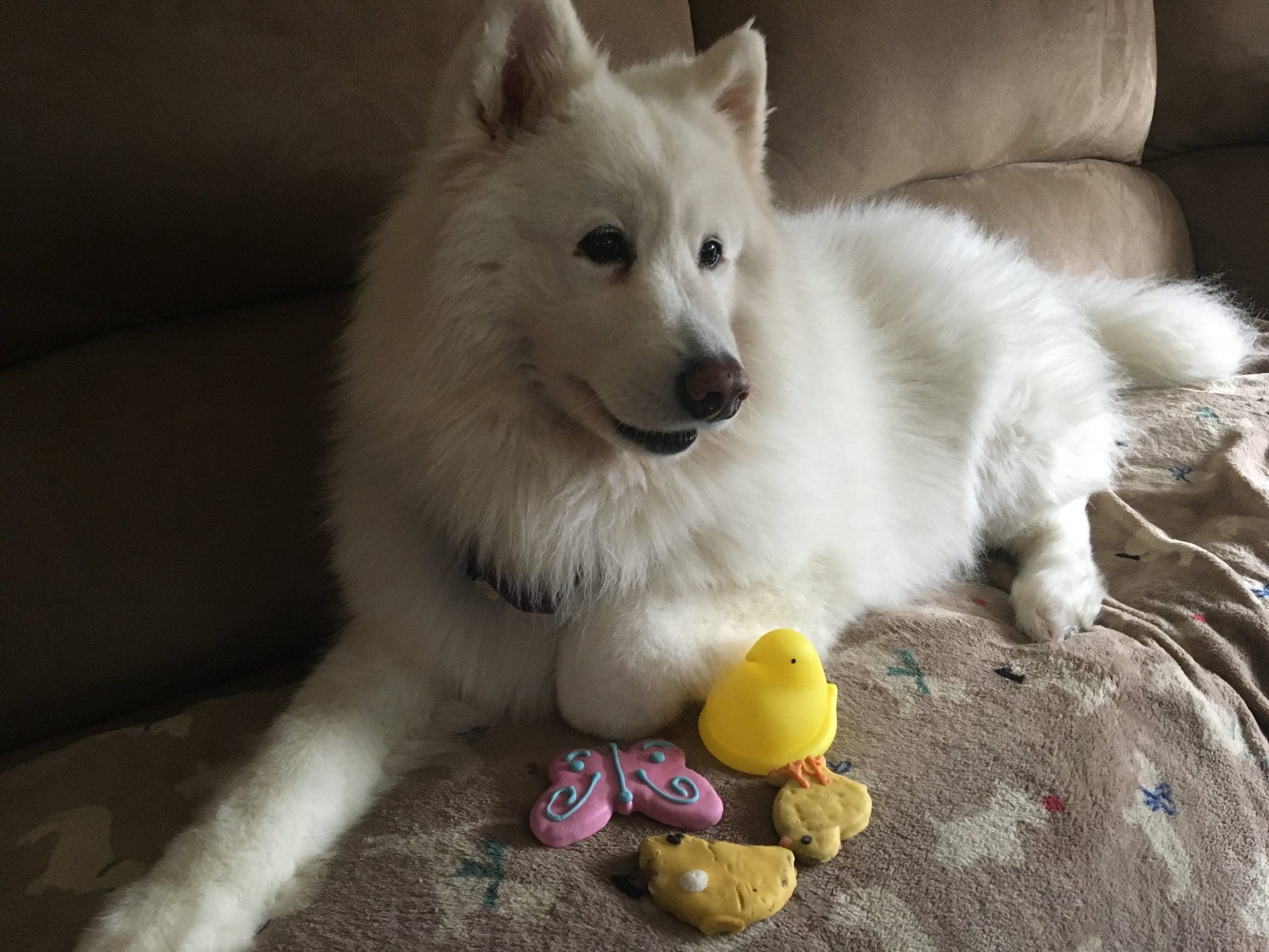 100 Best Samoyed Dog Names! (2024) - We Love Doodles
