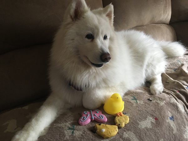 100 Best Samoyed Dog Names! (2024) - We Love Doodles