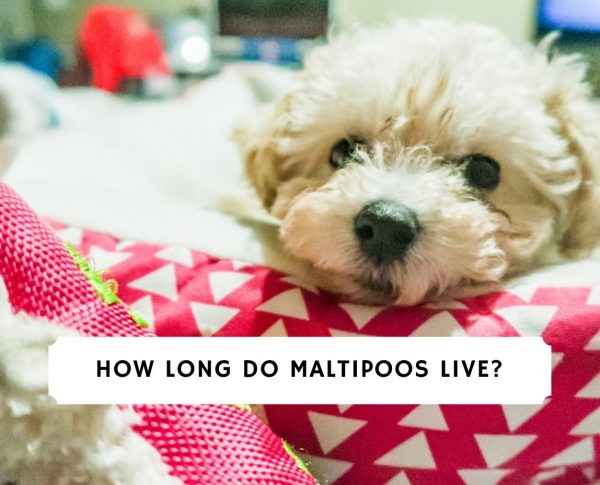Maltipoo Lifespan - How Long Do Maltipoos Live? - We Love Doodles