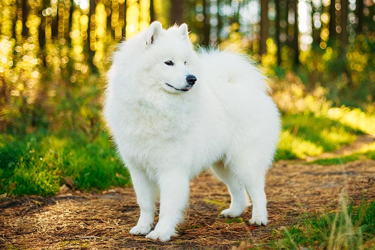 100 Best Samoyed Dog Names! (2024) - We Love Doodles