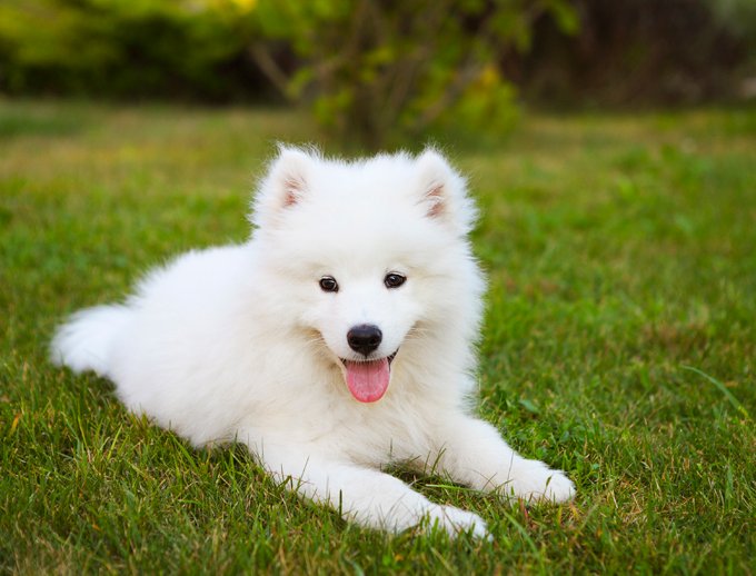100 Best Samoyed Dog Names! (2024) - We Love Doodles