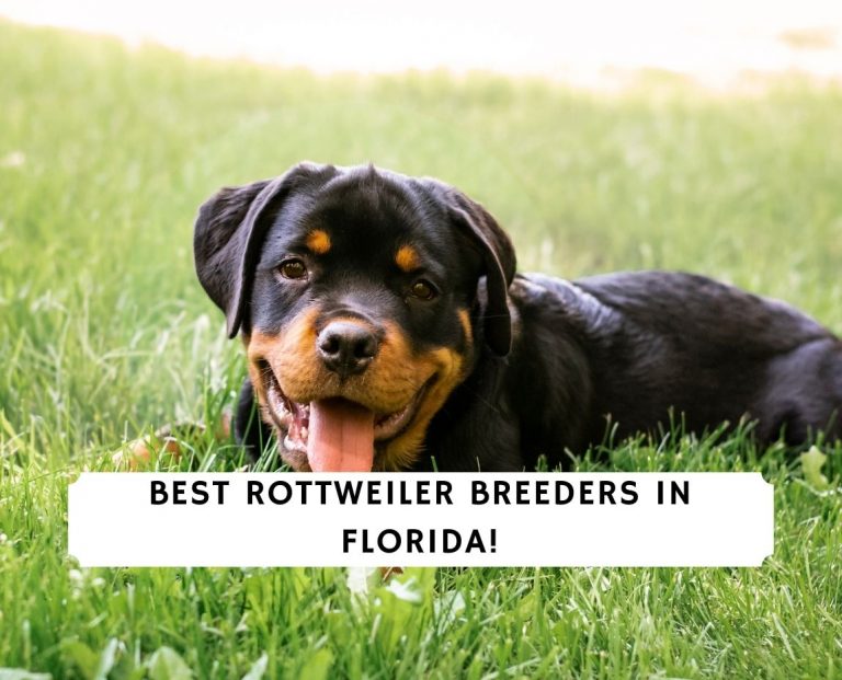 4 Best Rottweiler Breeders in Florida! - We Love Doodles