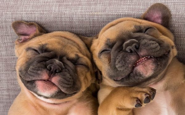 185 Brother and Sister Dog Names! - We Love Doodles