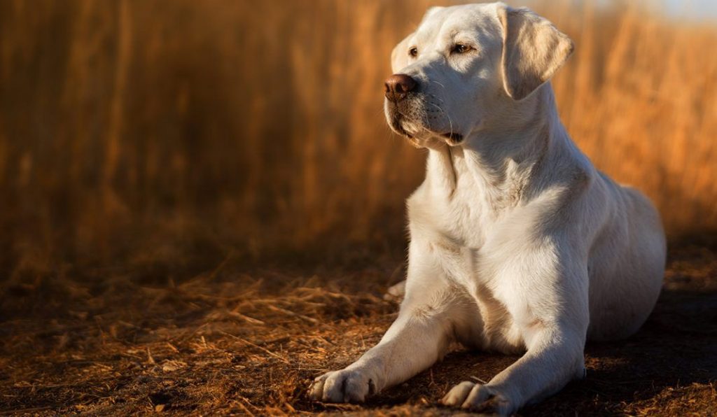 Top 200 Evil Dog Names Male And Female 2024 We Love Doodles Top 200 Evil Dog Names Male And Female 2024 We Love Doodles