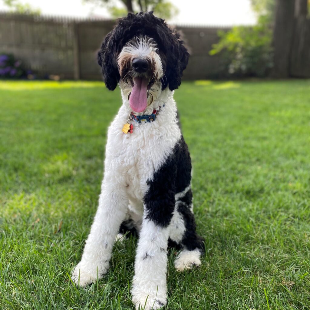 Best Whoodle Dog Breed Guide!