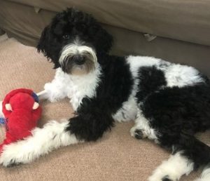 Best Whoodle Dog Breed Guide! (2021) We Love Doodles