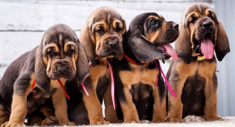 59 Best Bloodhound Dog Names - Male & Female! - We Love Doodles