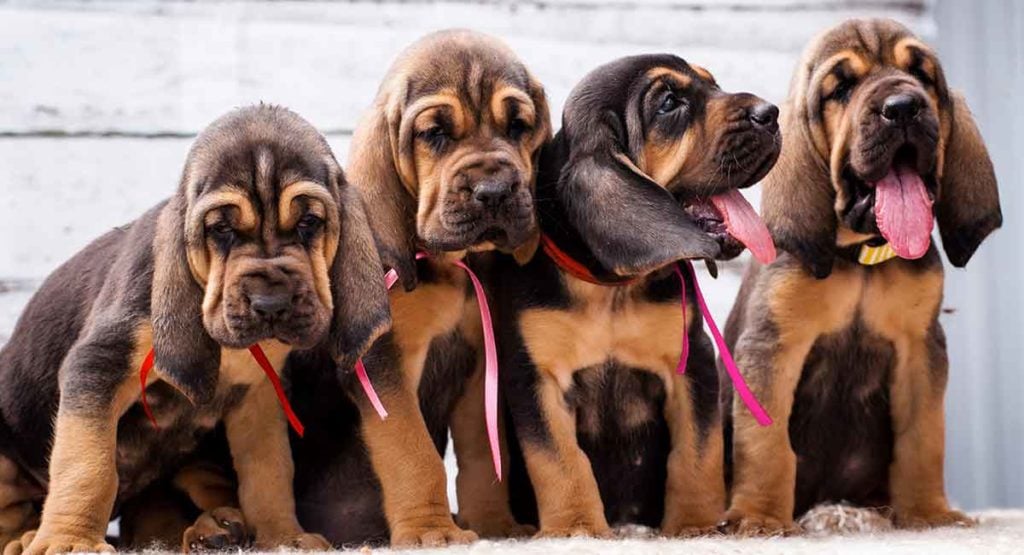 59 Best Bloodhound Dog Names – Male & Female!