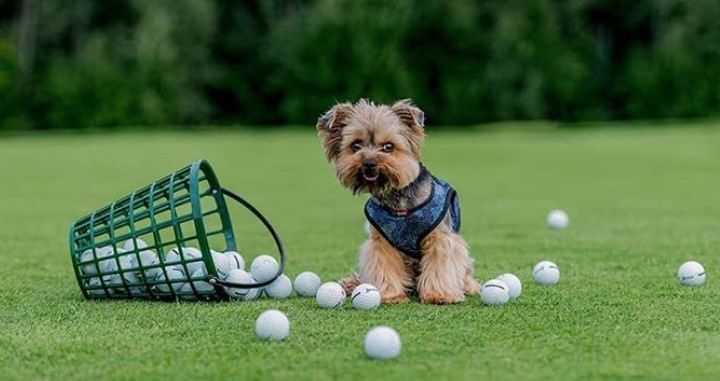 81 Best Golf Dog Names! - We Love Doodles