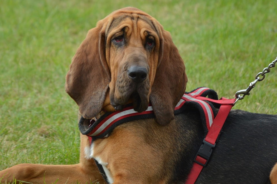 59 Best Bloodhound Dog Names - Male & Female! - We Love Doodles