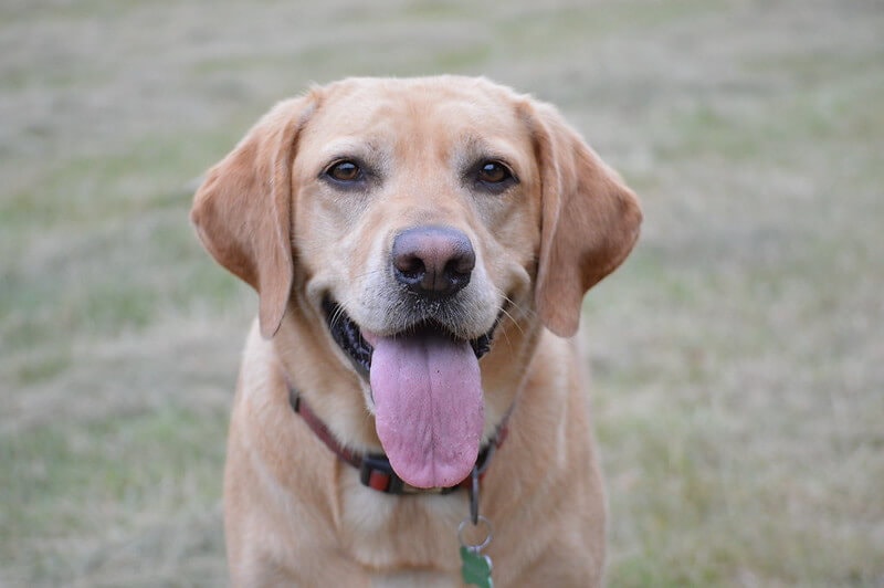 90 Best Punjabi Dog Names! - We Love Doodles