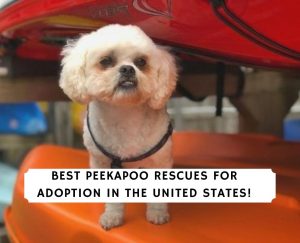 5 Best Peekapoo Rescues for Adoption! - We Love Doodles